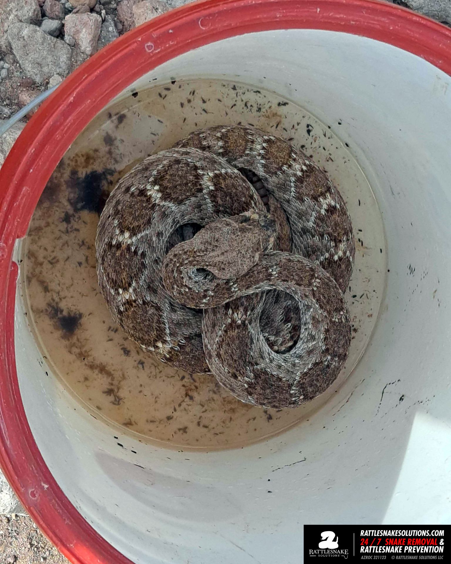 Một con rắn rung chuông còn sống sau 2 năm bị mắc kẹt - Chuyện lạ bốn ...